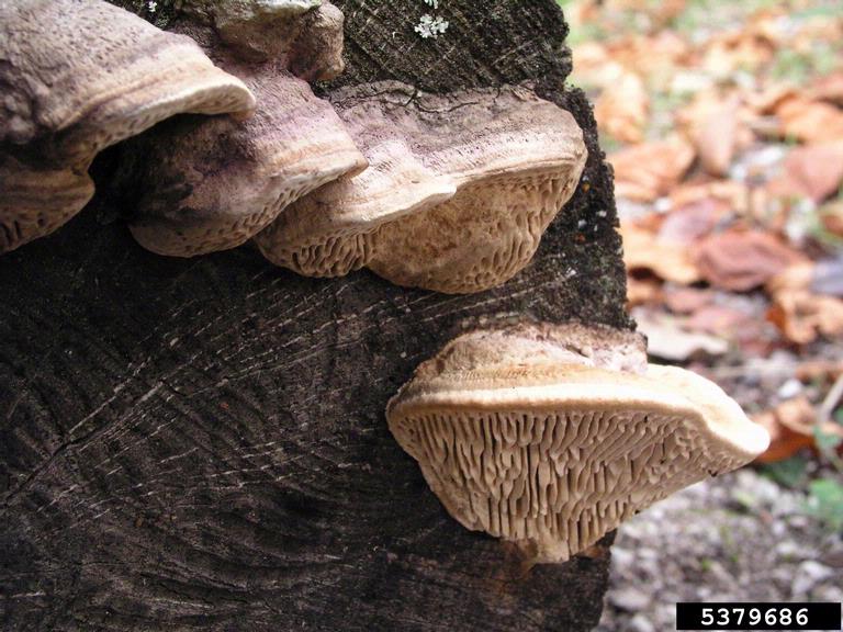 thick-walled maze polypore (Daedalea quercina (L.) Pers.)