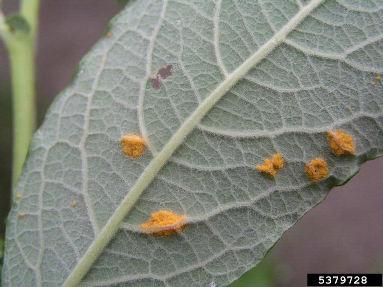 willow rust (Melampsora salicina Desm.)