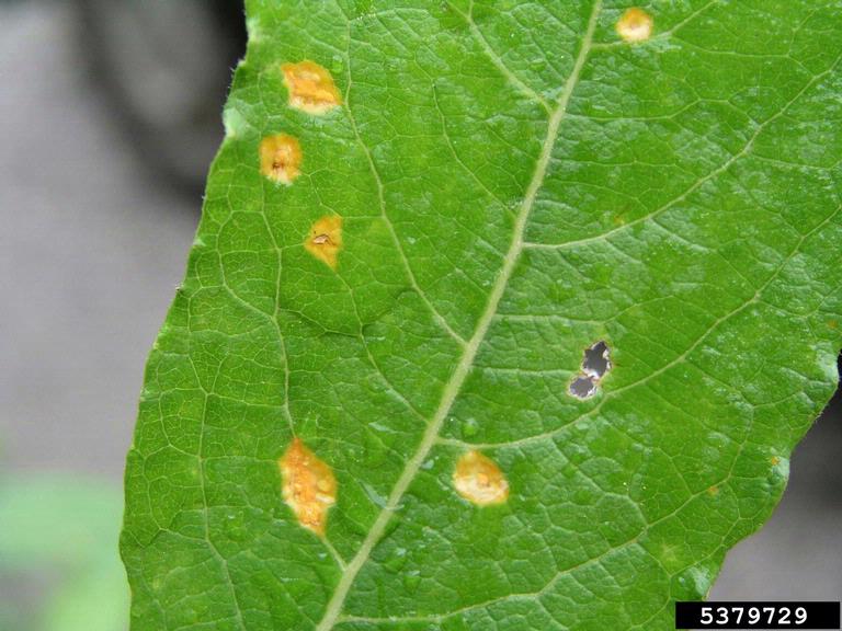 willow rust (Melampsora salicina Desm.)