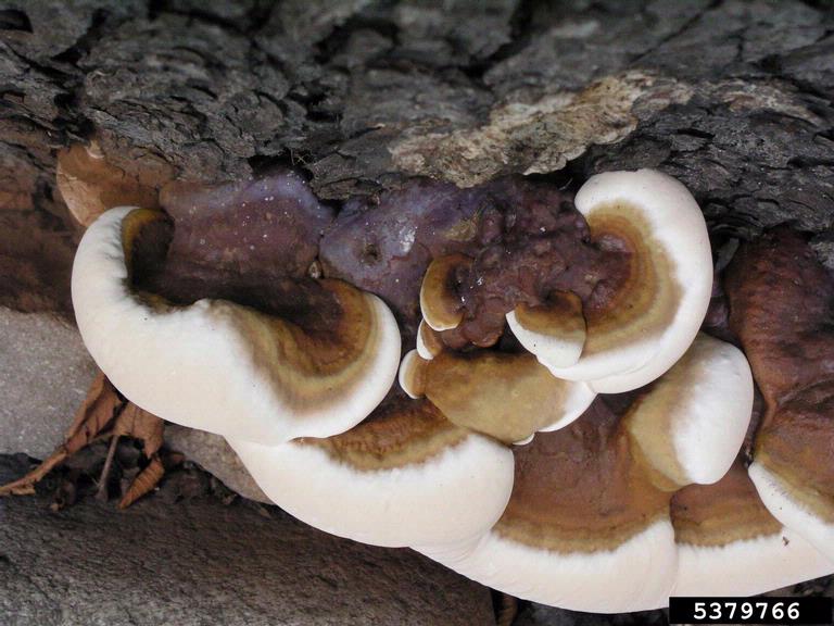 Ganoderma root and butt rot (Ganoderma australe)