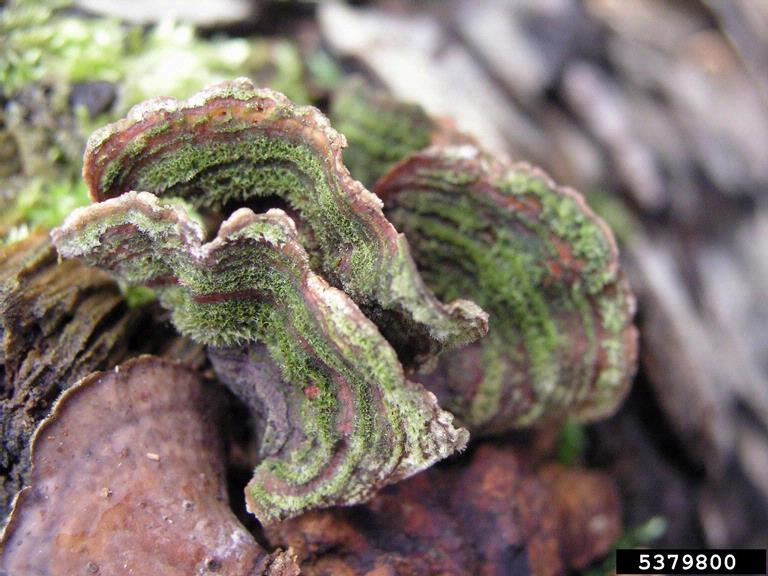 Stereum fungus (Stereum subtomentosum)