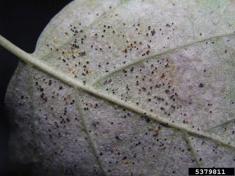 powdery mildew (Phyllactinia guttata)