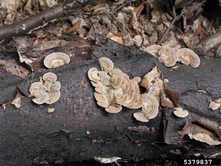 gilled polypore (Lenzites betulina (L.) Fr.)