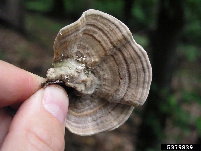 gilled polypore (Lenzites betulina (L.) Fr.)