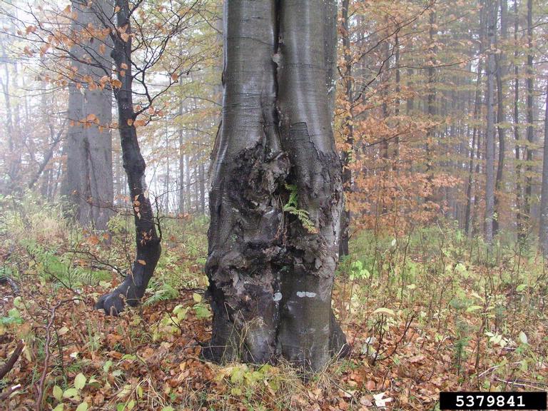 beech bark disease (Neonectria coccinea (Pers.) Rossman & Samuels)
