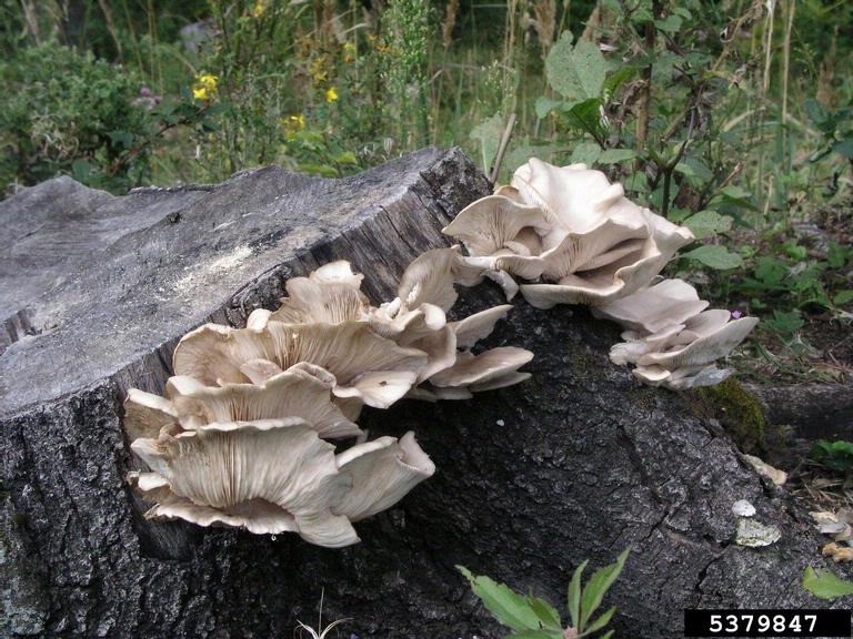 Pleurotus fungus (Pleurotus pulmonarius)