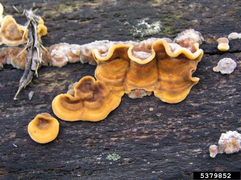 hairy stereum (Stereum hirsutum (Willd.) Pers.)