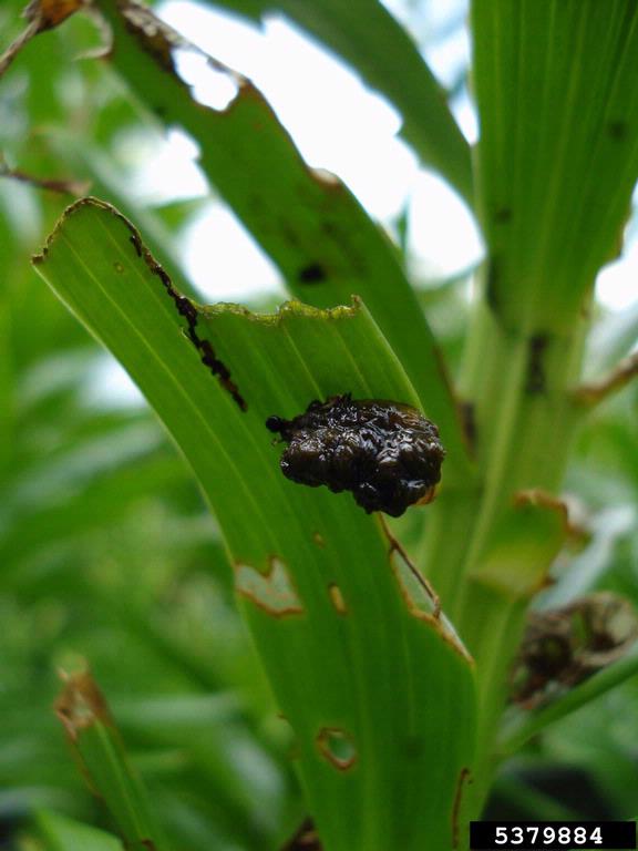 lily leaf beetle, Lilioceris lilii (Coleoptera: Chrysomelidae) - 5379884