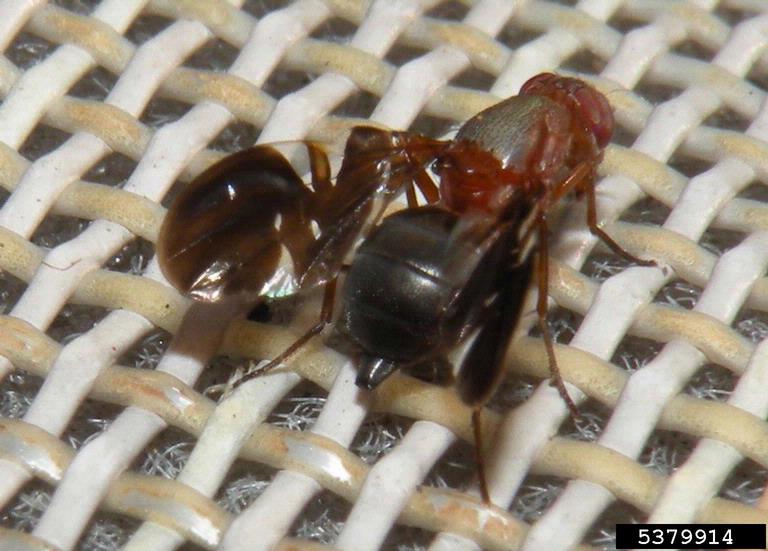 picture-winged fly (Delphinia picta (Fabricius, 1781))