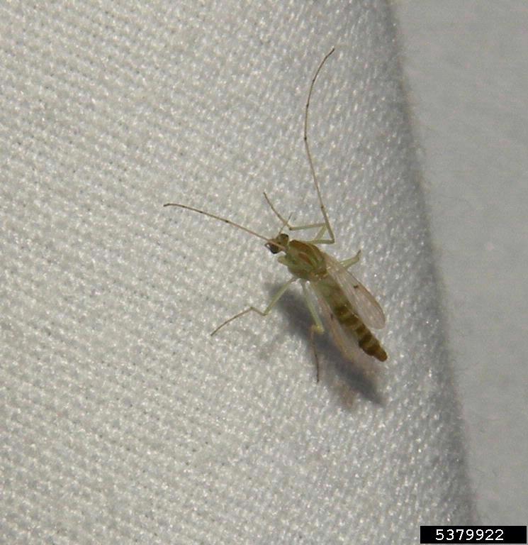 gall midges (Family Cecidomyiidae)