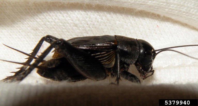 field crickets (Genus Gryllus Linnaeus 1758)