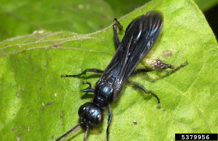 Sphecid wasps (Genus Podalonia Fernald, 1927)