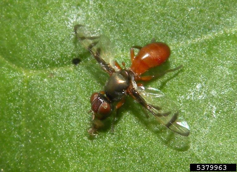 picture winged flies (Family Ulidiidae)