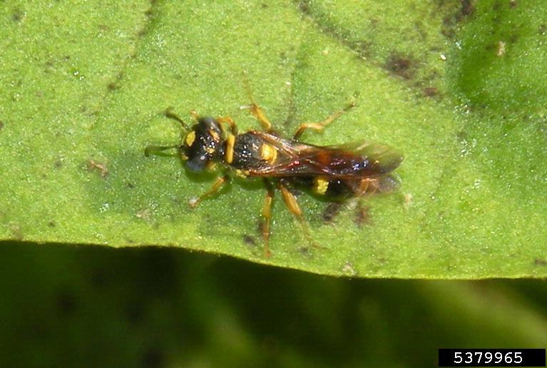 hornets, potter wasps, paper wasps or yellow jackets (Family Vespidae)