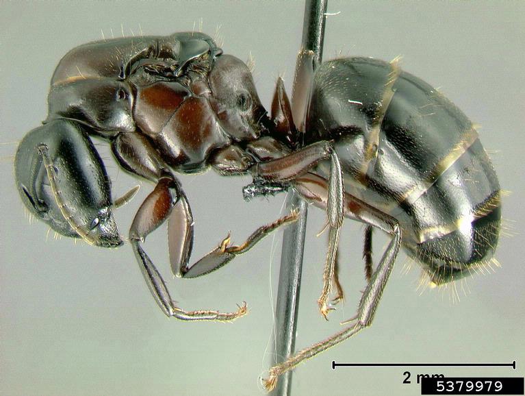 carpenter ant (Camponotus noveboracensis (Fitch, 1854))