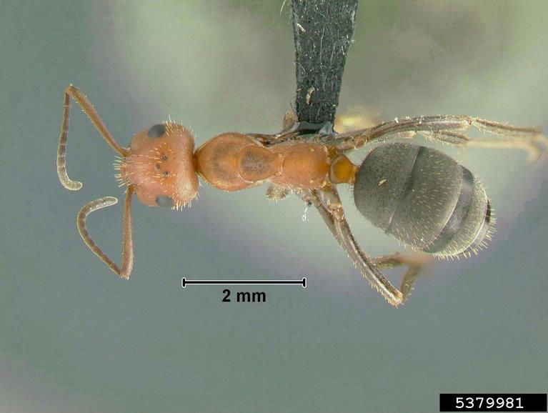 ant (Formica densiventris Viereck, 1903)