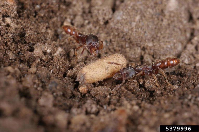 ant (Amblyopone pallipes)