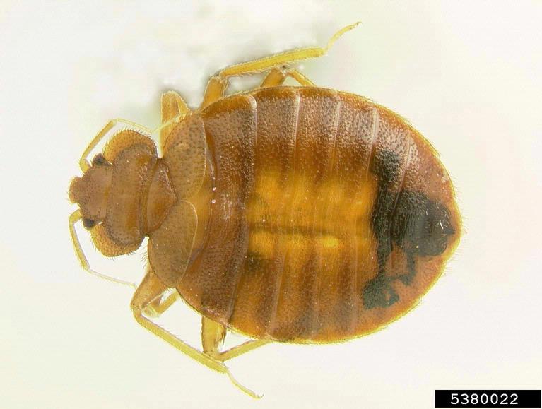 bed bug (Cimex lectularius Linnaeus)