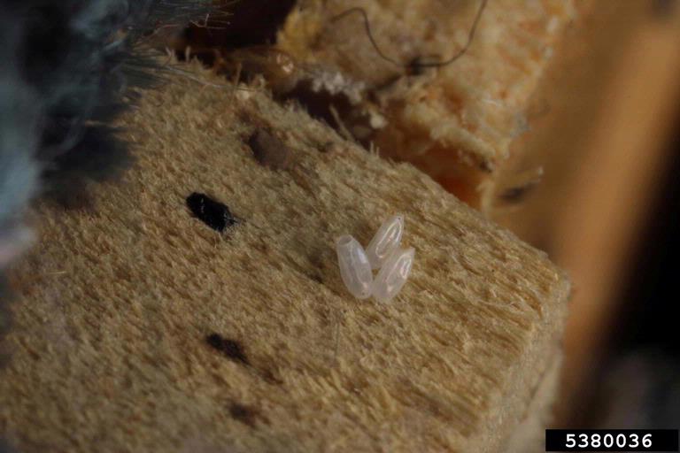 bed bug (Cimex lectularius Linnaeus)