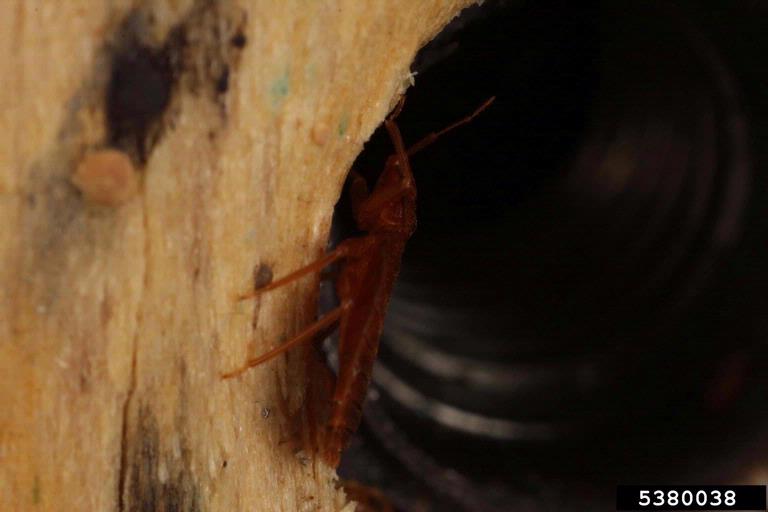 bed bug (Cimex lectularius)