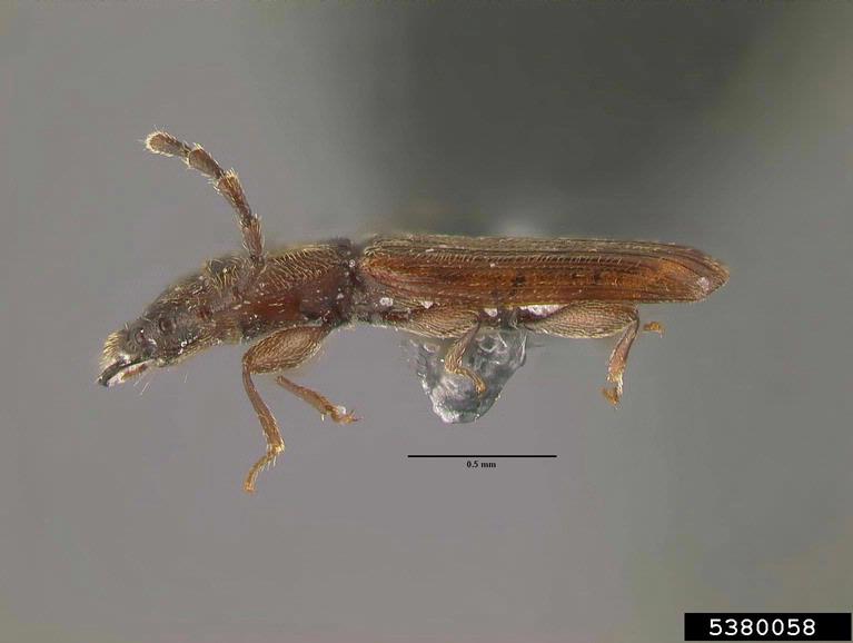 flat grain beetle (Cryptolestes pusillus)