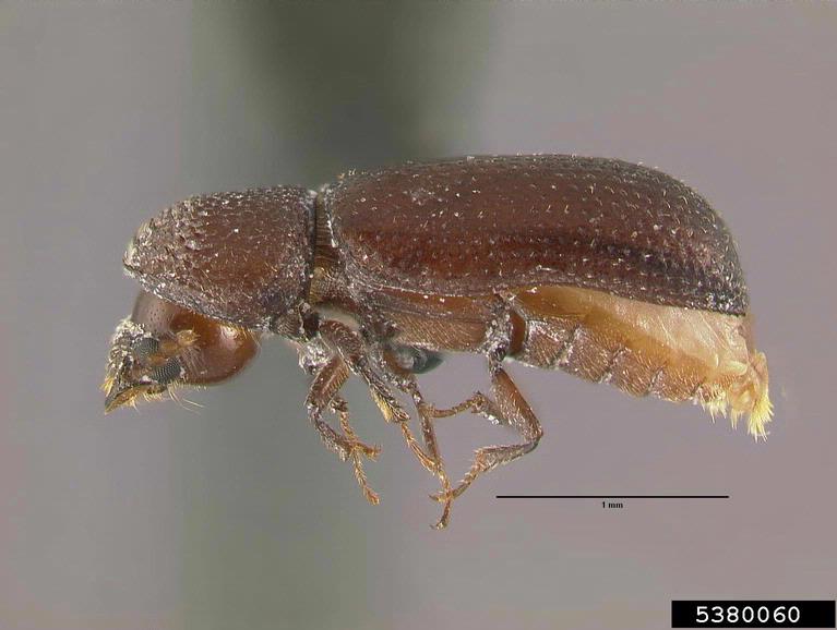 lesser grain borer (Rhyzopertha dominica (Fabricius, 1792))