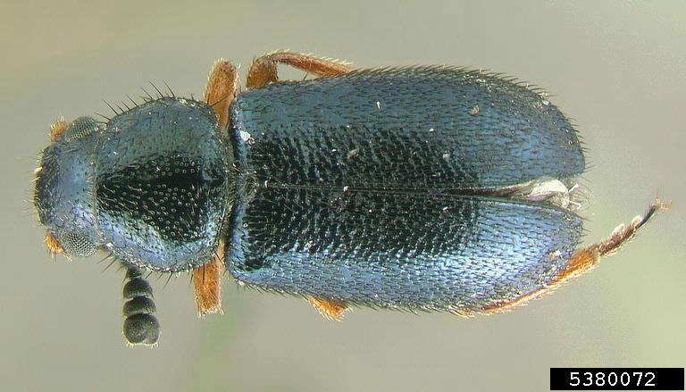 red-legged ham beetle (Necrobia rufipes (De Geer, 1775))