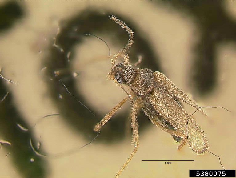 odd beetle (Thylodrias contractus)