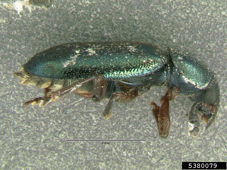 red-legged ham beetle, Necrobia rufipes (Coleoptera: Cleridae) - 5380079