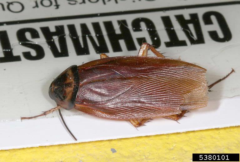 American cockroach (Periplaneta americana)