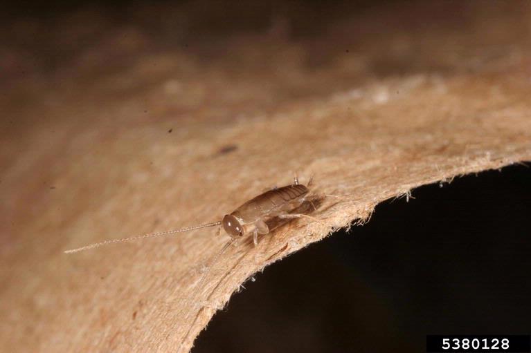 American cockroach (Periplaneta americana (Linnaeus))