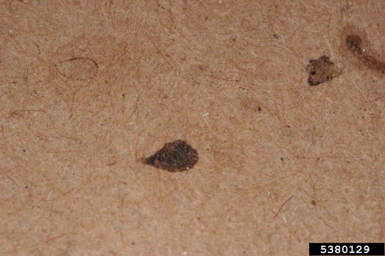 American cockroach (Periplaneta americana)