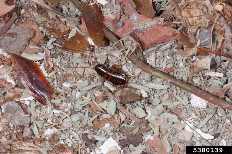 American cockroach (Periplaneta americana (Linnaeus))