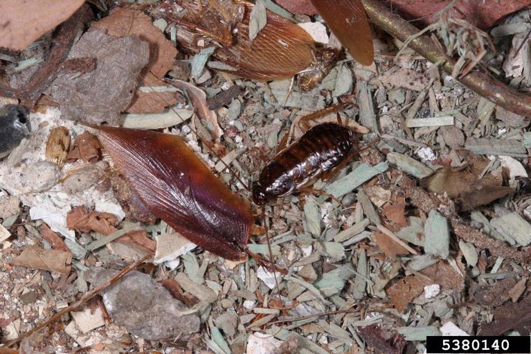 American cockroach (Periplaneta americana (Linnaeus))