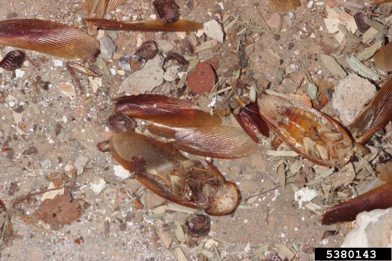 American cockroach (Periplaneta americana (Linnaeus))