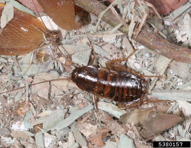 American cockroach (Periplaneta americana (Linnaeus))