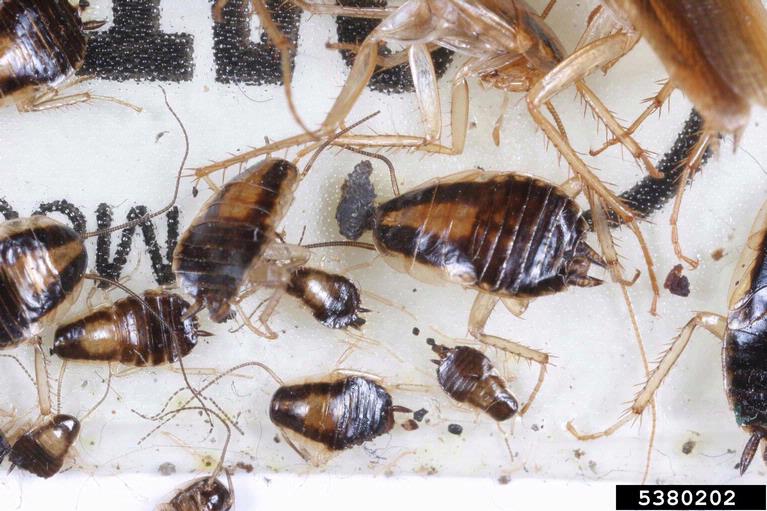 German cockroach (Blattella germanica (Linnaeus))