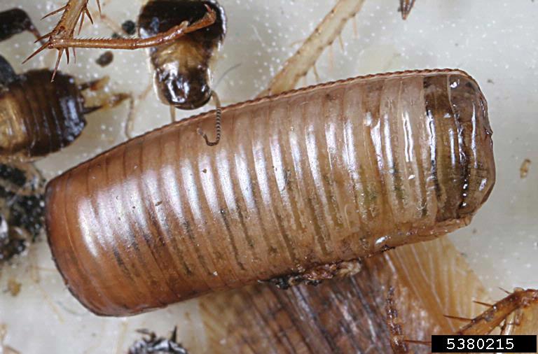 German cockroach (Blattella germanica (Linnaeus))