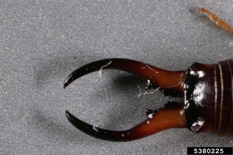 European earwig, Forficula auricularia (Dermaptera: Forficulidae) - 5380225