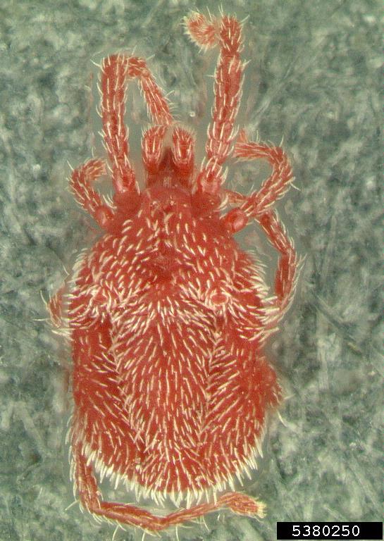 Erythraeid mite (Genus Balaustium Heyden, 1826)