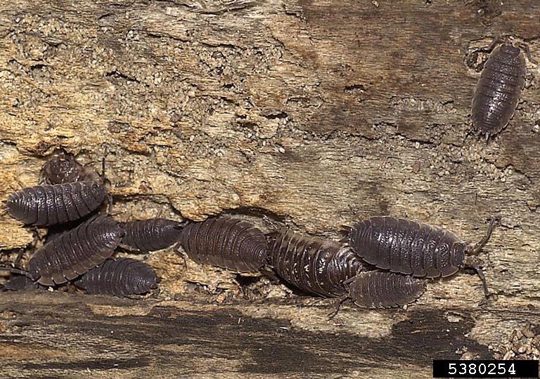 pill bug, Porcellio scaber (Isopoda: Asellidae) - 5380254