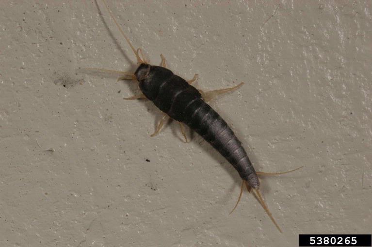 small blue silverfish (Lepisma saccharina Linnaeus, 1758)