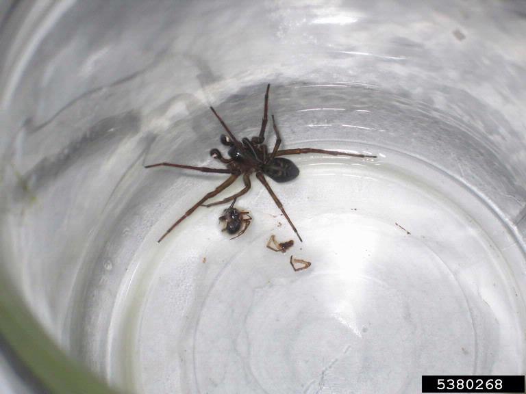 hacklemesh weaver spider (Callobius bennetti (Blackwall, 1846))