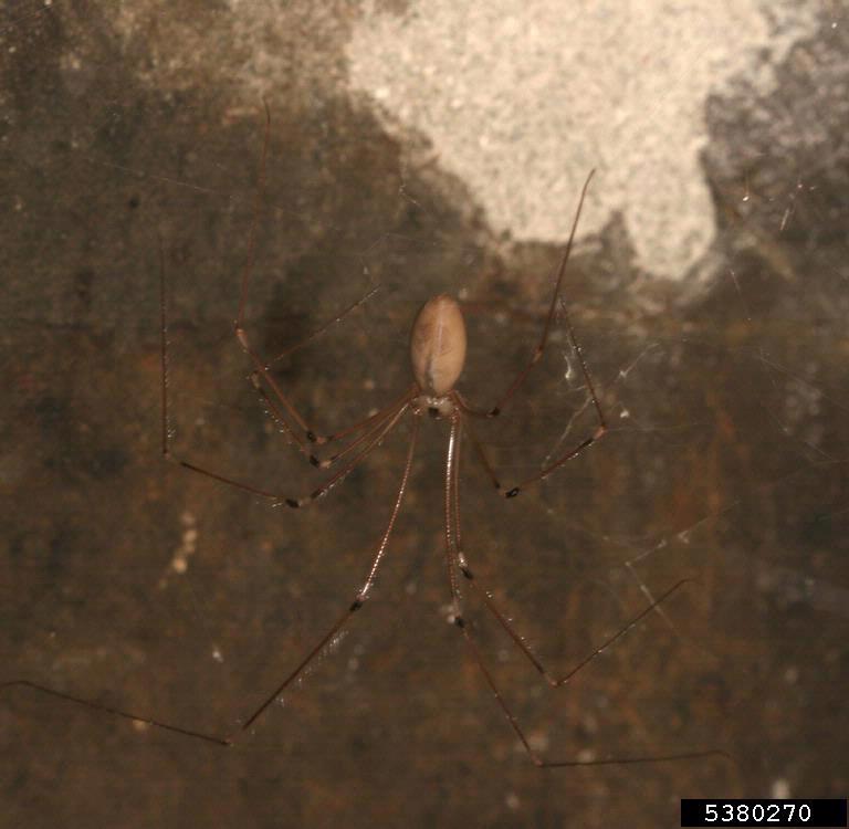 cellar spiders (Genus Pholcus (Fuesslin, 1775))
