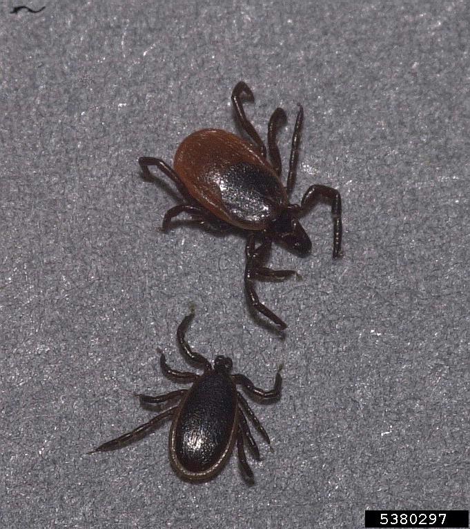 tick, Ixodes spp. (Acari: Ixodidae) - 5380297