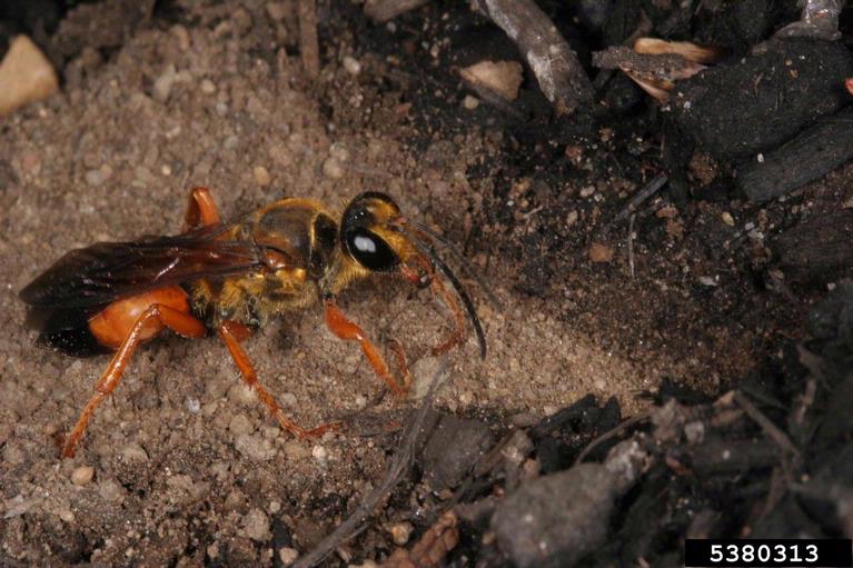 great golden digger wasp (Sphex ichneumoneus (Linnaeus))