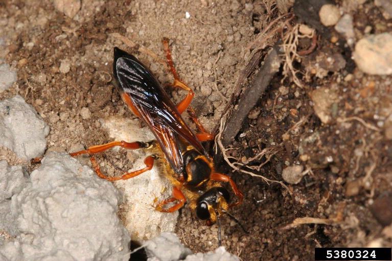 great golden digger wasp (Sphex ichneumoneus)