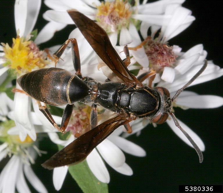paper wasp (Polistes fuscatus (Fabricius))