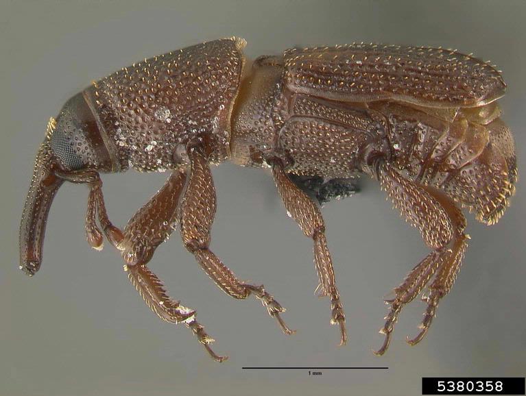 rice weevil (Sitophilus oryzae)