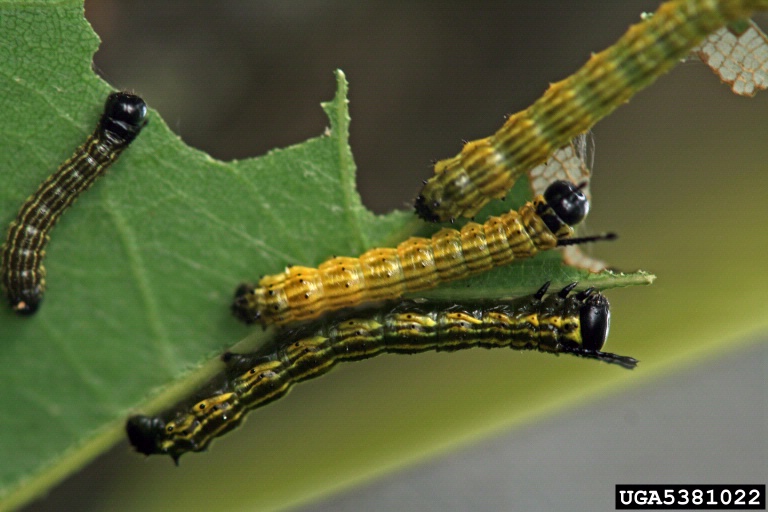 orangestriped oakworm (Anisota senatoria (J. E. Smith, 1797))